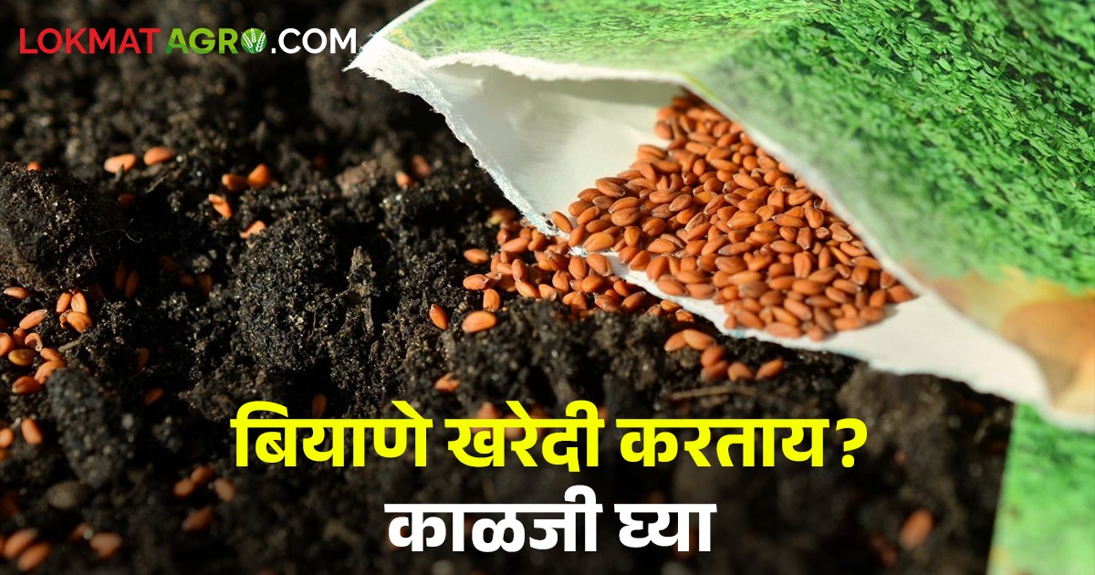 Seed For Cultivation : खरीप पेरणीसाठी बियाणे खरेदी करताना शेतकऱ्यांनी ...