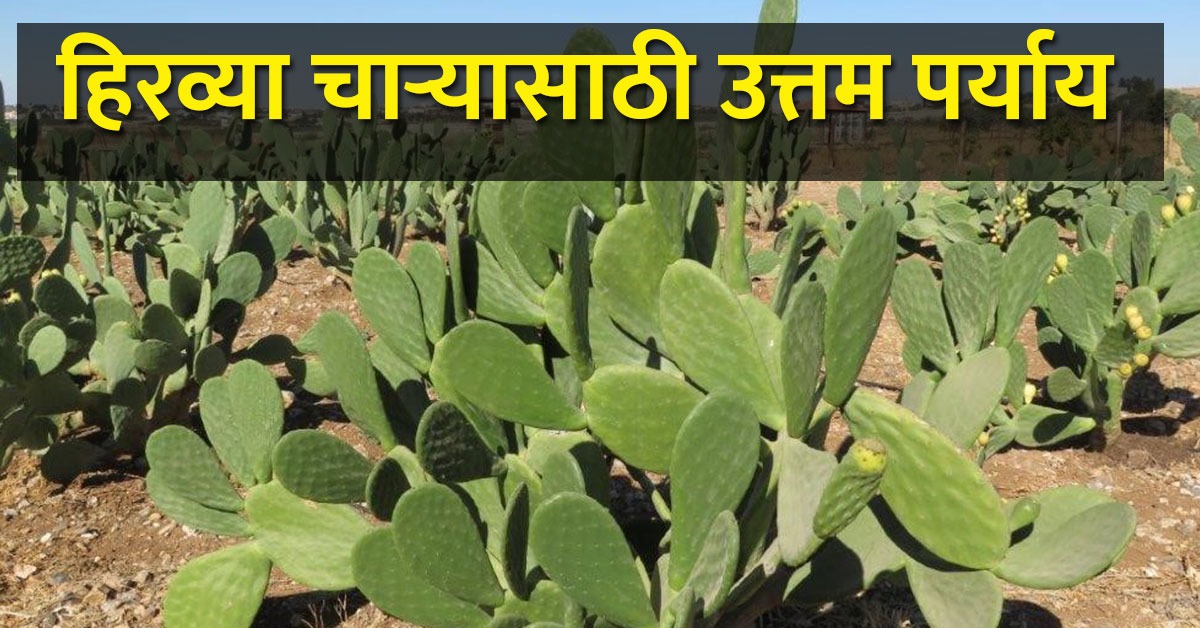 हिरव्या चाऱ्यासाठी काटेविरहित निवडुंगाची (कॅक्टस) लागवड कशी कराल? | How ...