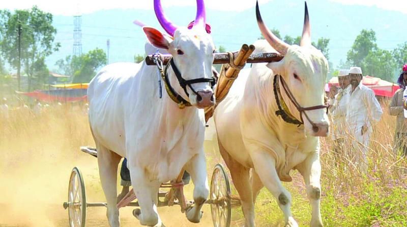 ‘ब्रेक के बाद’ बहिरममध्ये भरणार शंकरपट; मध्यप्रदेशसह राज्यभरातून स्पर्धक येणार Amravati Marathi ...