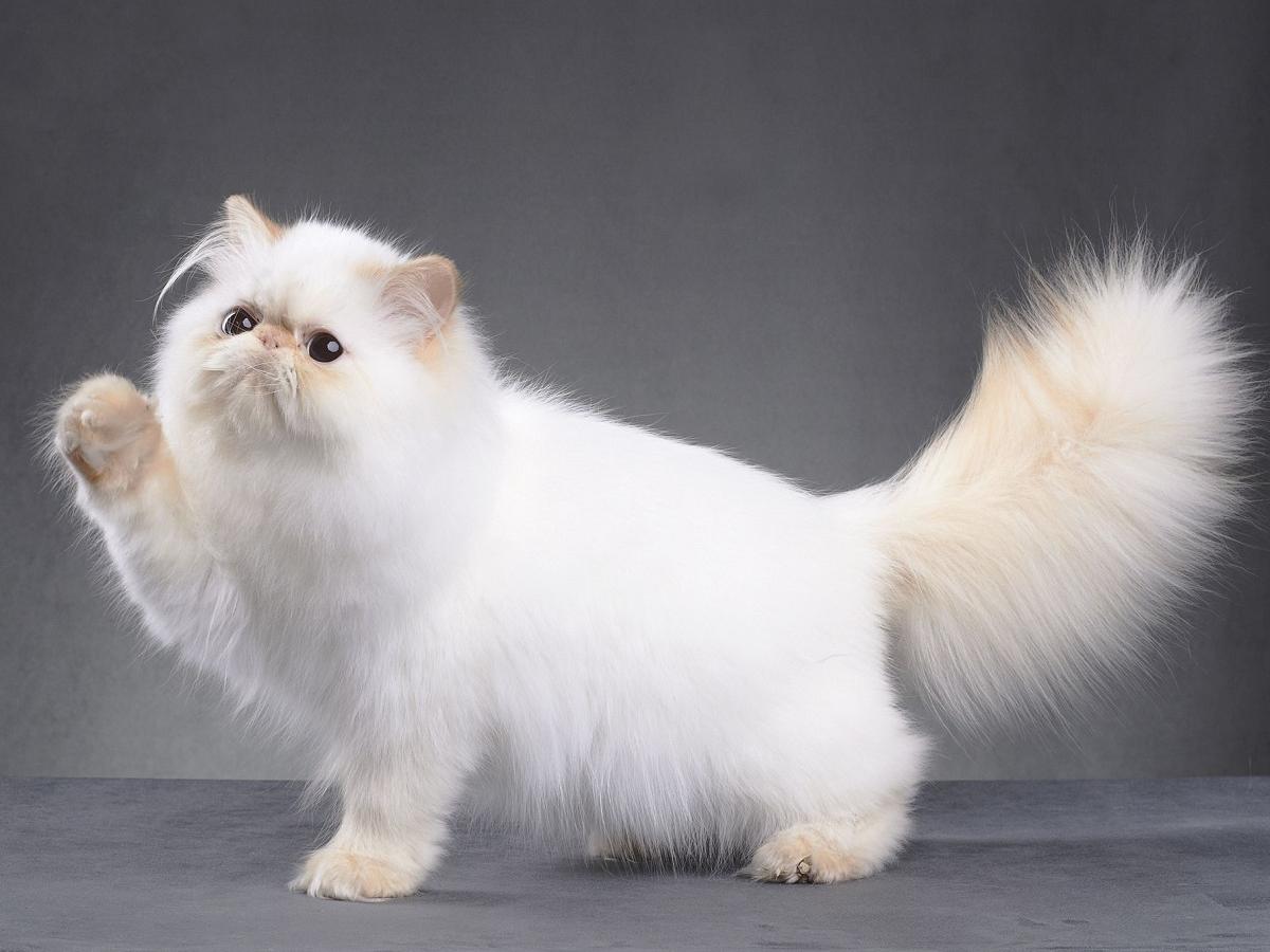 'कॅट लव्हर्स'साठी महत्वाचे; तुमच्या मनीमाऊची महापालिकेत नोंदणी करणे ...