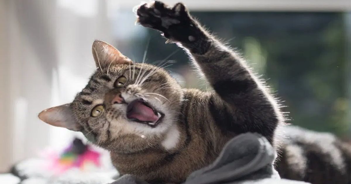 Killer Cat: पाळलेल्या मांजरीच्या हल्ल्यात एकाचा मृत्यू; पत्नी म्हणते ...