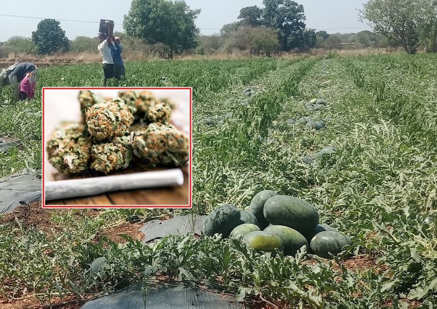 कलिंगडाच्या शेतात गांजाची १८० झाडं, पोलिसांनी केली शेतकऱ्याला अटक ...