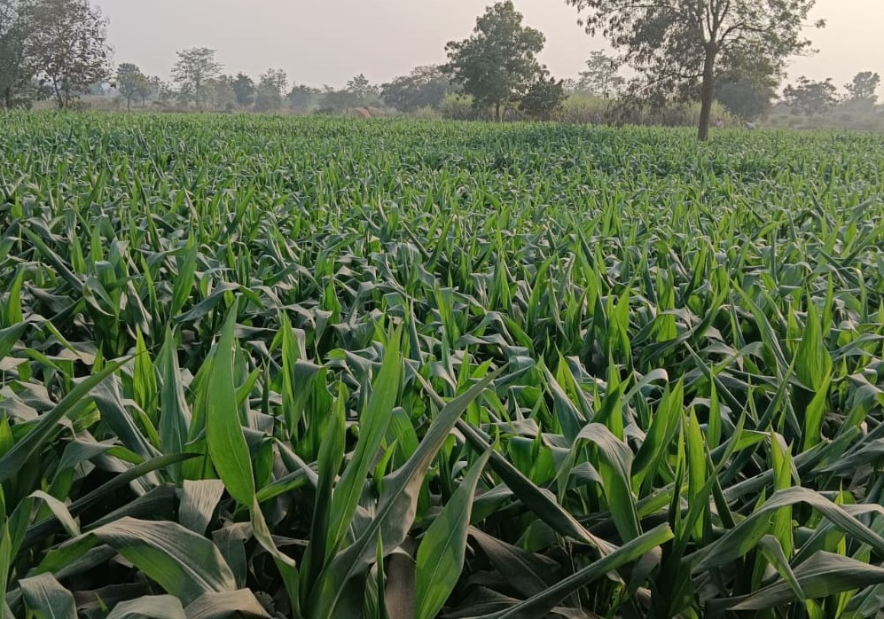 यंदा रब्बीत कडधान्य व गळीत धान्यात मका पिकाची मुसंडी Bhandara Marathi ...