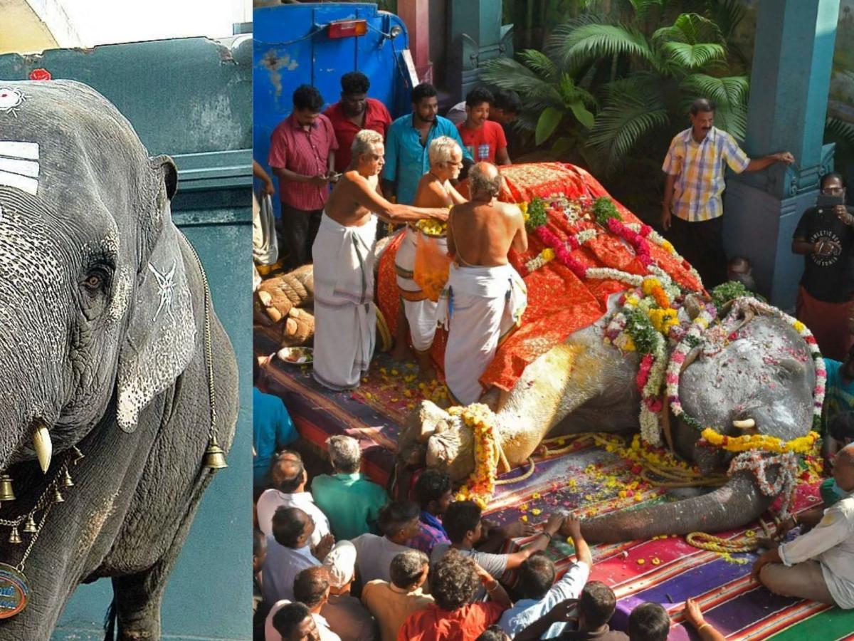लक्ष्मी हत्तिणीच्या अकस्मात मृत्यूने हळहळले पुडुचेरीवासी - Marathi News ...