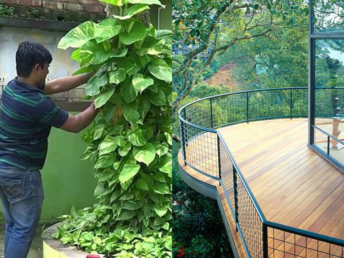 आपल्या घरात असावीत 'ही' 5 झाडं, समृद्धी अन् धनलक्ष्मीची राहिल कृपा ...