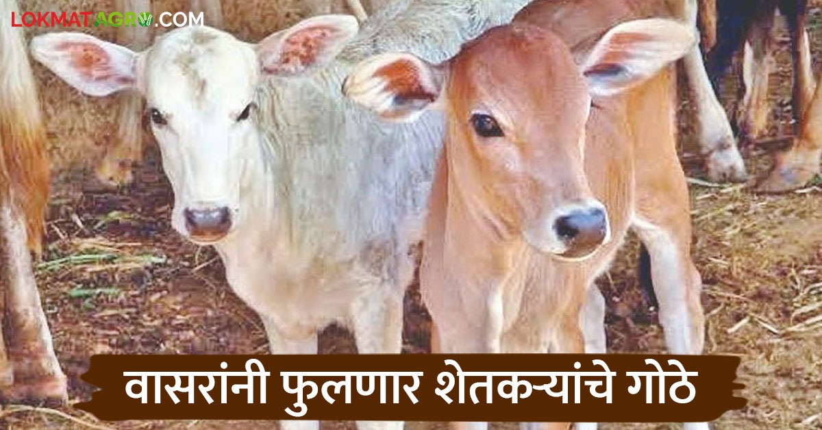 latest news Cattle Breeding Scheme read in details