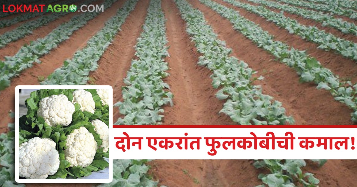 latest news Cauliflower Farming Success Story : phulkobi lagvad ...