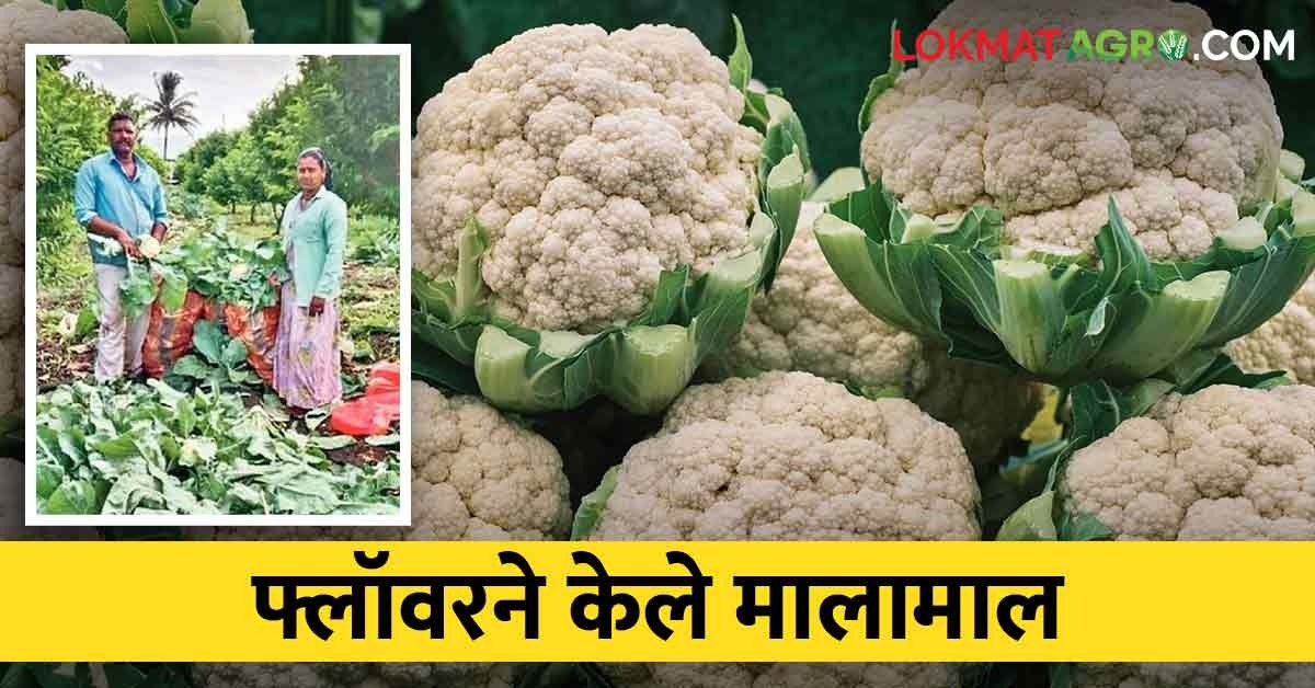 फ्लॉवरच्या शेतीतून पुरंदरमधील शेतकरी झाले मालामाल | Farmers in Purandar ...