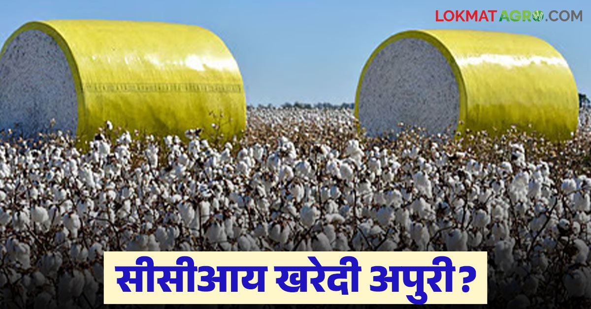 latest news CCI Kapus Kharedi: CCI procurement insufficient? Cotton ...