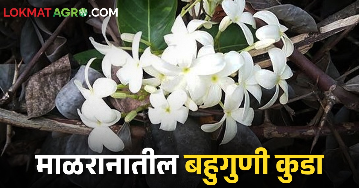 माळरानातील बहुगुणी कुडा, औषधी वनस्पतीसह जेवणातही वापर, वाचा सविस्तर ...