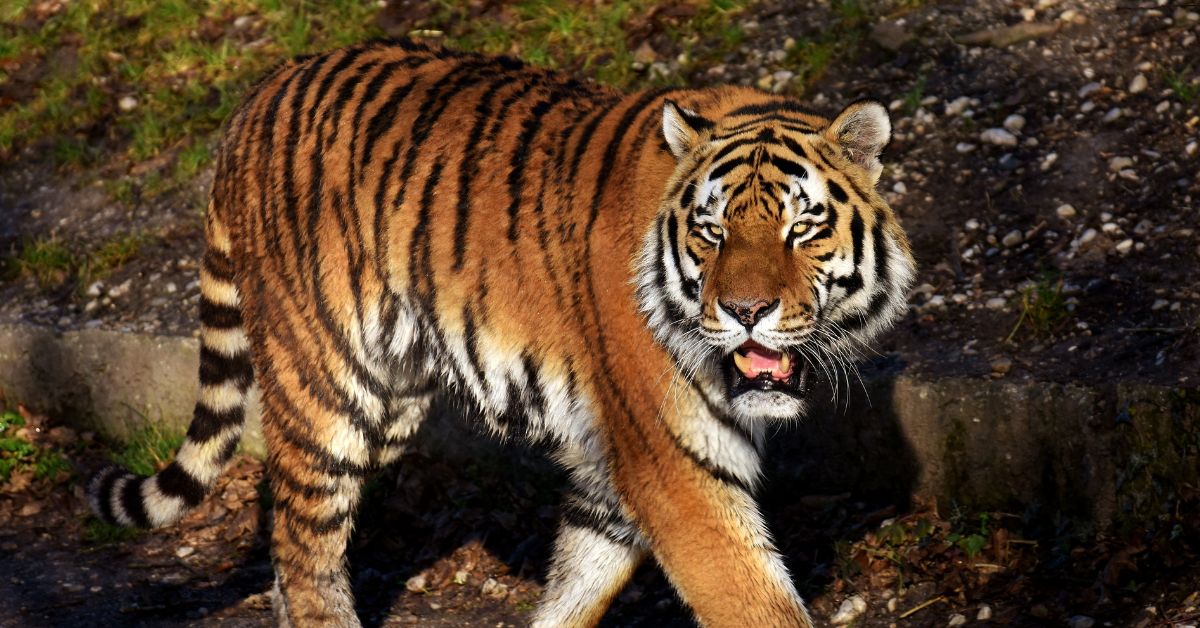 Chandrapur Tiger Attack: वाघाच्या हल्ल्यात आणखी दोन जण ठार, एका ...