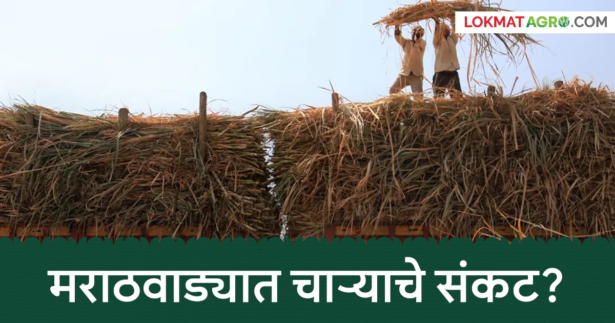 latest news Chara Sankat : marathwada chara sankat 65 lakh janavare ...