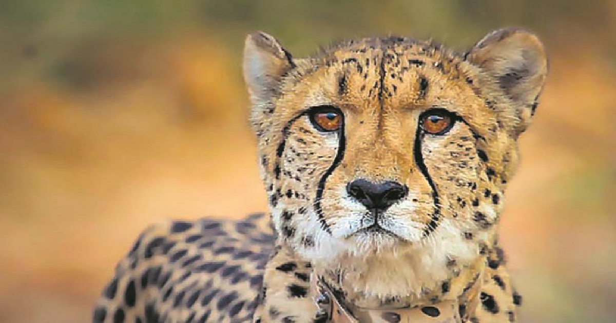 चित्त्यांचा मृत्यू 'या' जीवघेण्या संसर्गामुळे, 'धात्री'च्या पोस्टमॉर्टम रिपोर्टमधून खुलासा ...