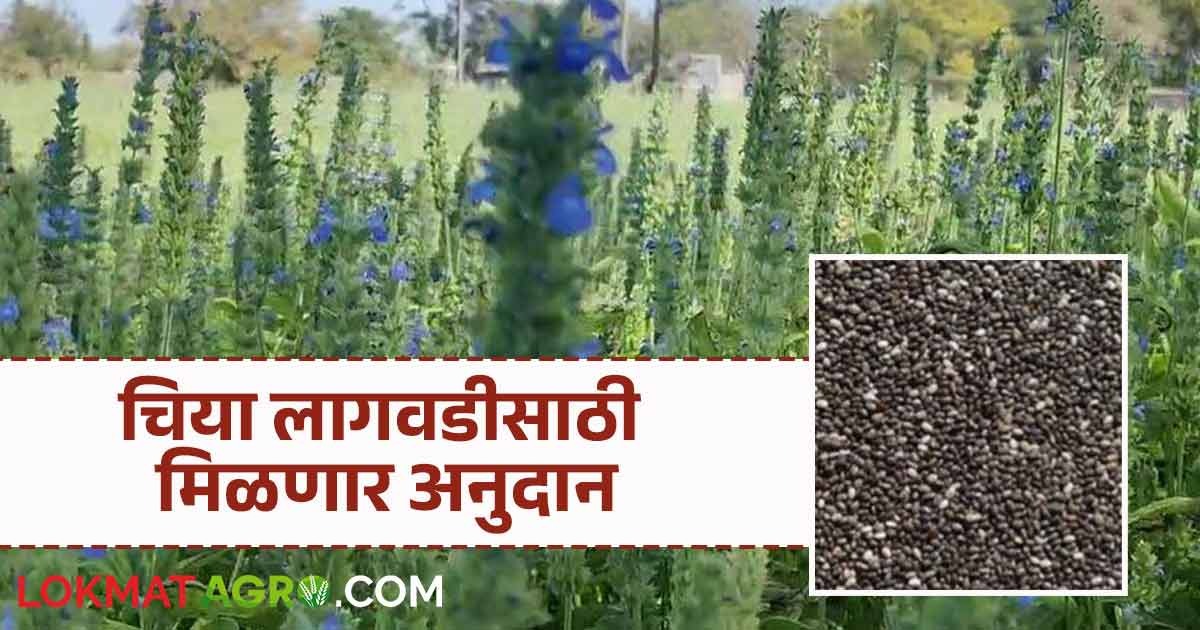 latest news Chia Cultivation Scheme read in details