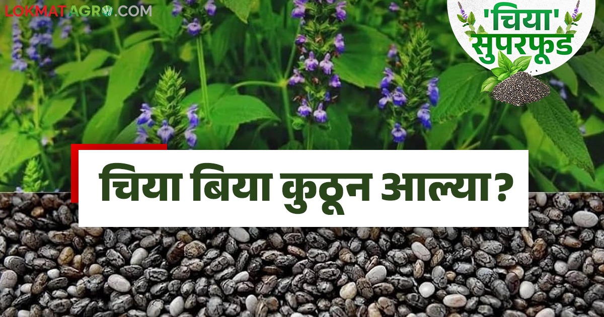 latest news Know in detail what is the origin of the chia crop