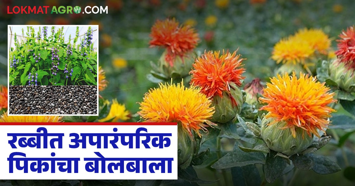 latest news Chia, Safflower Farming: A sign of change in the Rabi ...