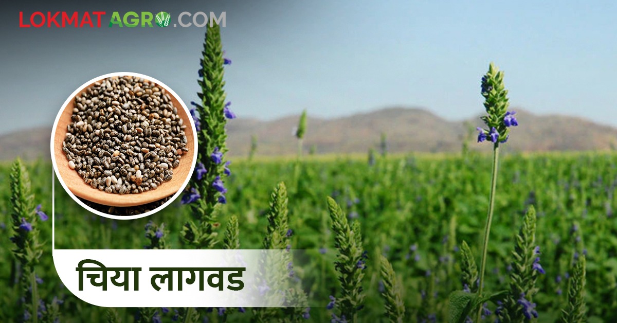 चिया पिकाची लागवड कशी करावी? | How to cultivation of chia crop ...