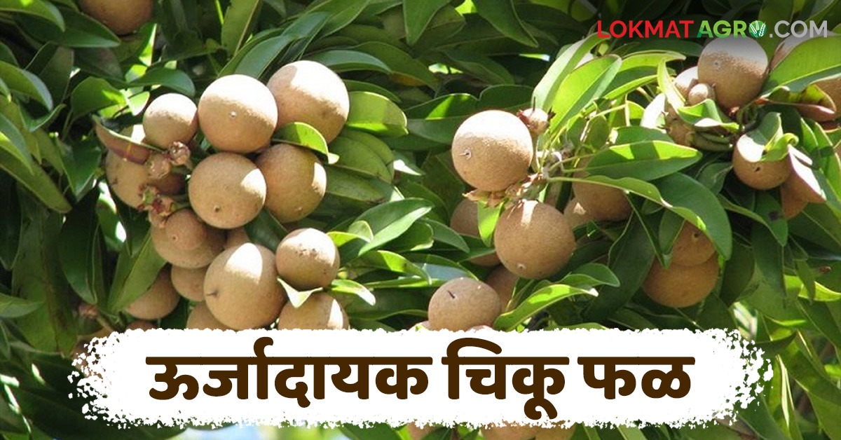 latest news Chiku is good for its medicinal properties; high demand ...