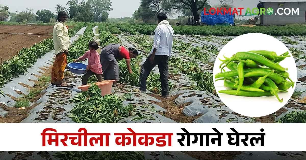 मिरचीवर कोकडा रोगाचा प्रादुर्भाव; धावडा येथील शेतकऱ्याने दीड एकरावरील ...