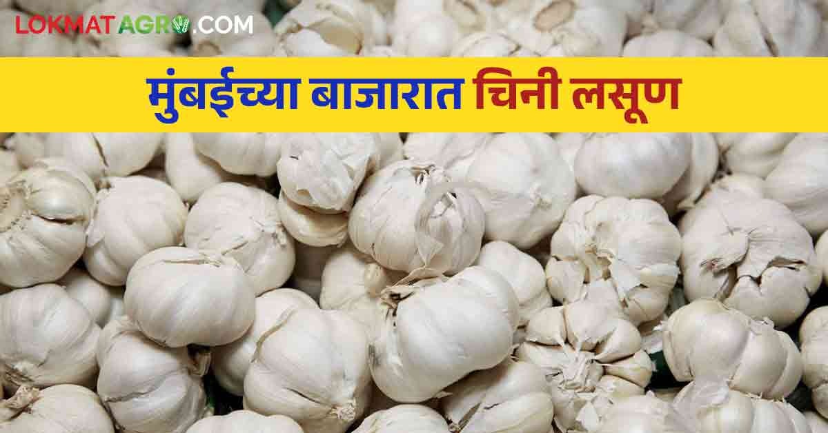 China Lasun : मुंबई बाजार समितीमध्ये चिनी लसणाचे पाच कंटेनर दाखल कसा ...