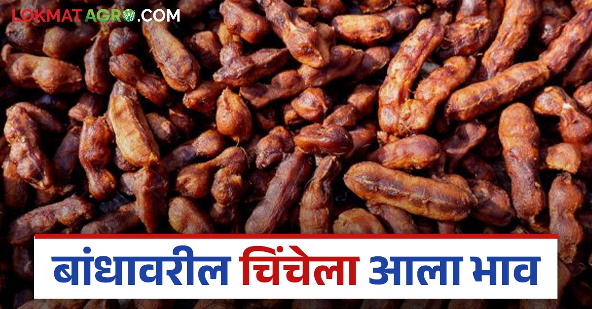 Tamarind tree farmers provides thousands of rupees