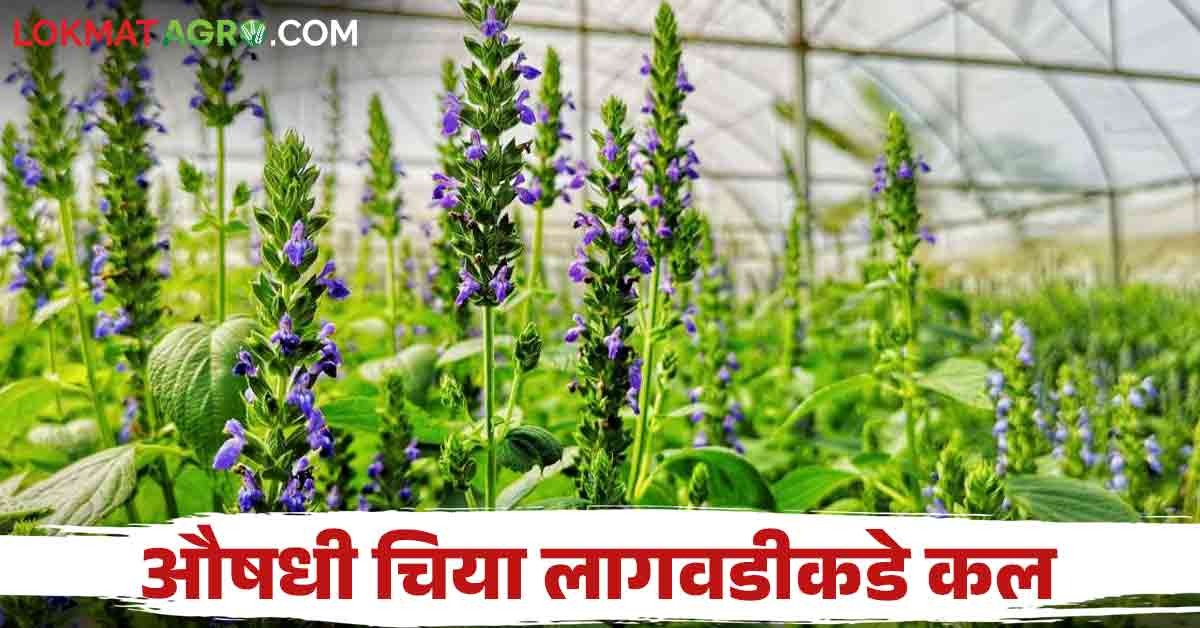 Chia seeds Cultivation time started