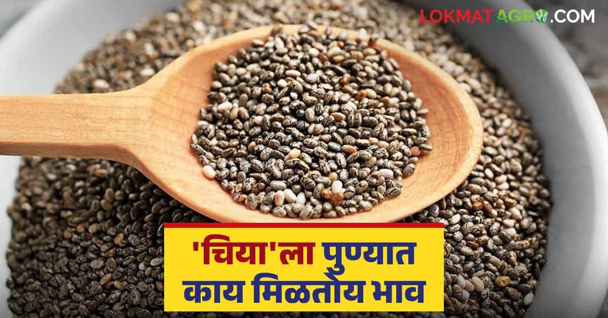 Chiya Seeds Market get market in pune