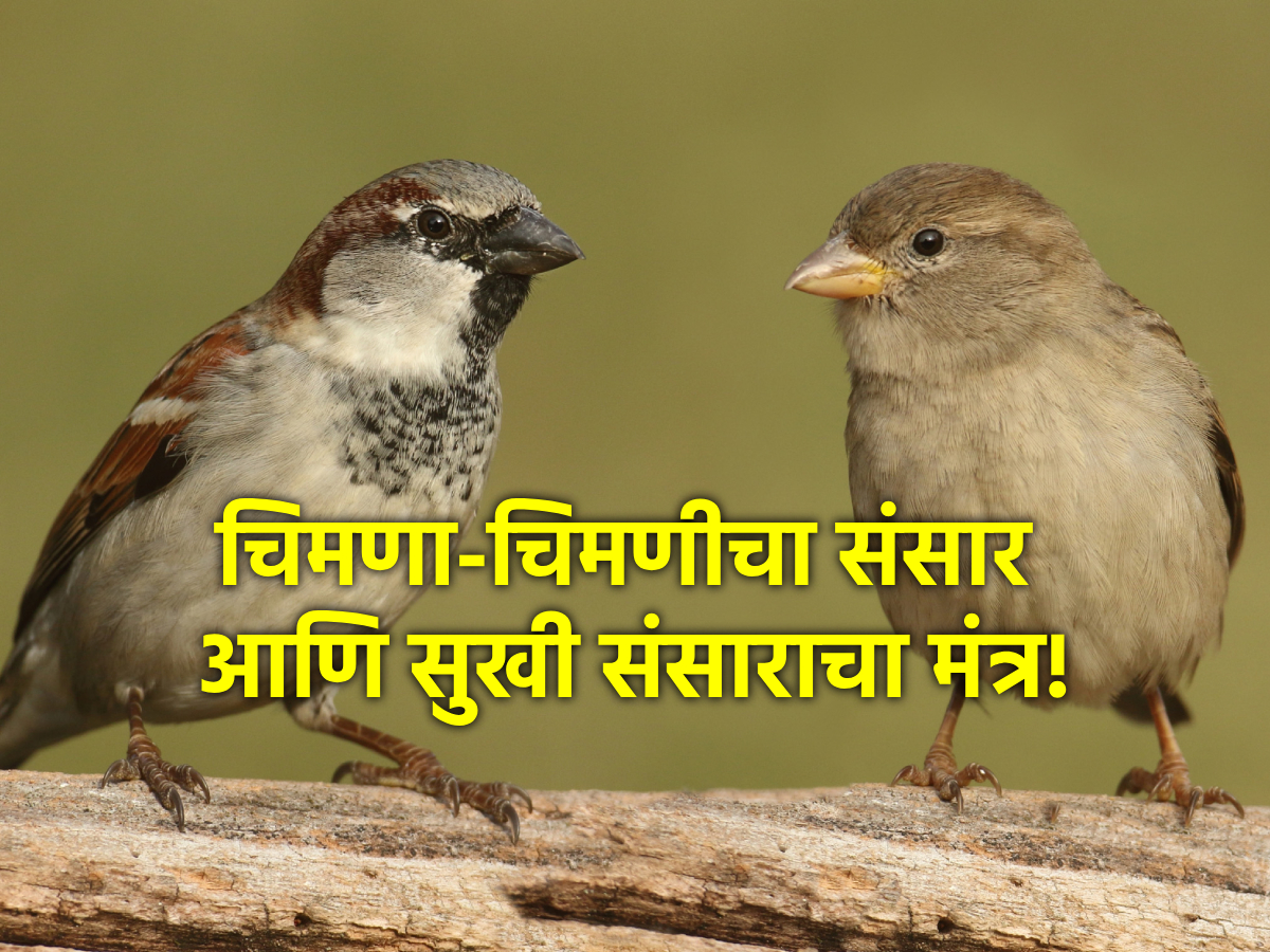 Relationship tips : 'चिव चिव चिमणे' हे केवळ बडबडगीत नाही तर त्यात दडलाय ...