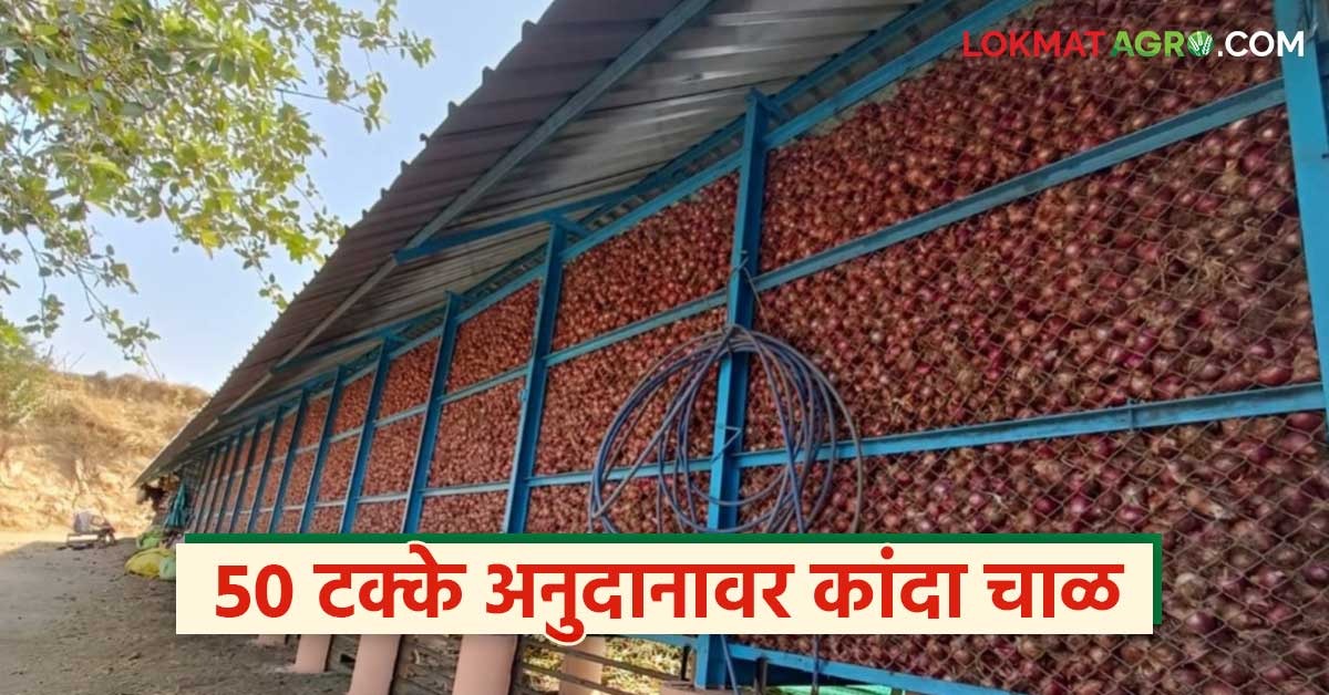 कांदा चाळीसाठी भांडवली खर्चाच्या 50 टक्के अनुदान मिळतंय, पात्रता निकष ...