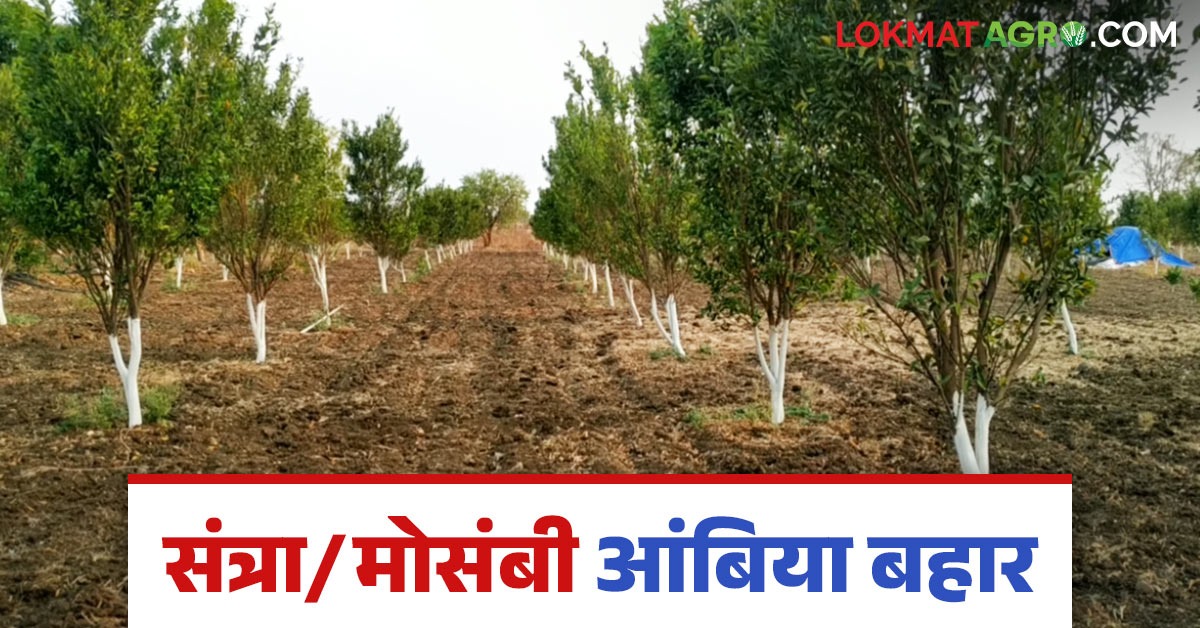संत्रा/मोसंबी पिकांसाठी भारी जमिनीत आंबिया बहार घेण्यासाठी काय करावे ...