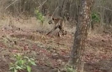 नवलच! संतप्त अस्वल जेव्हा करते वाघाचा पाठलाग; ताडोबातील व्हायरल ...