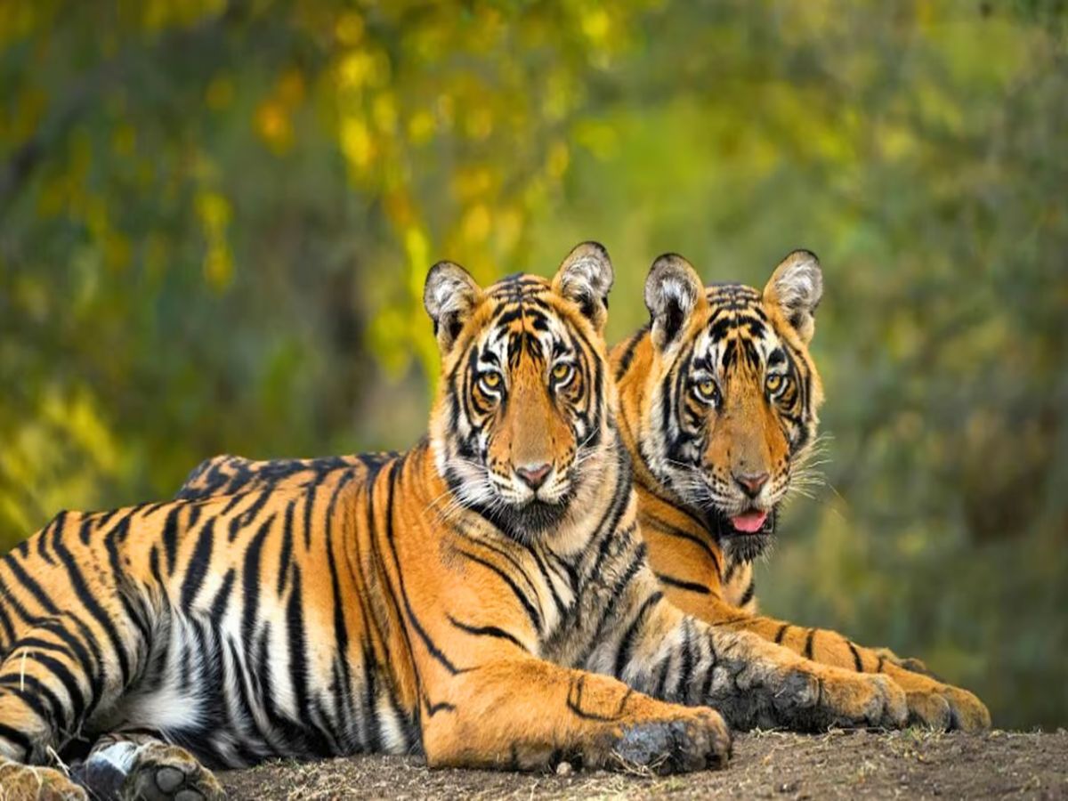 गोवा व्याघ्र क्षेत्र : खंडपीठाची नजर सर्वोच्च न्यायालयाकडे, अवमान ...