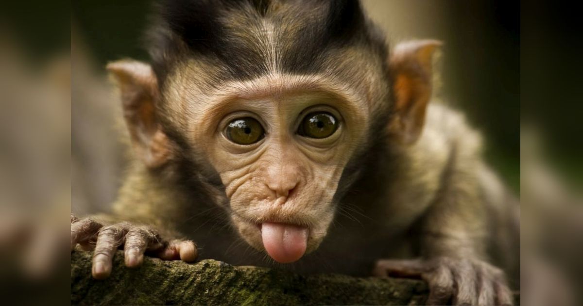 पाकिस्तान कोर्टात पुरावे म्हणून सादर केली गेली 14 माकडं, एक झालं फरार ...