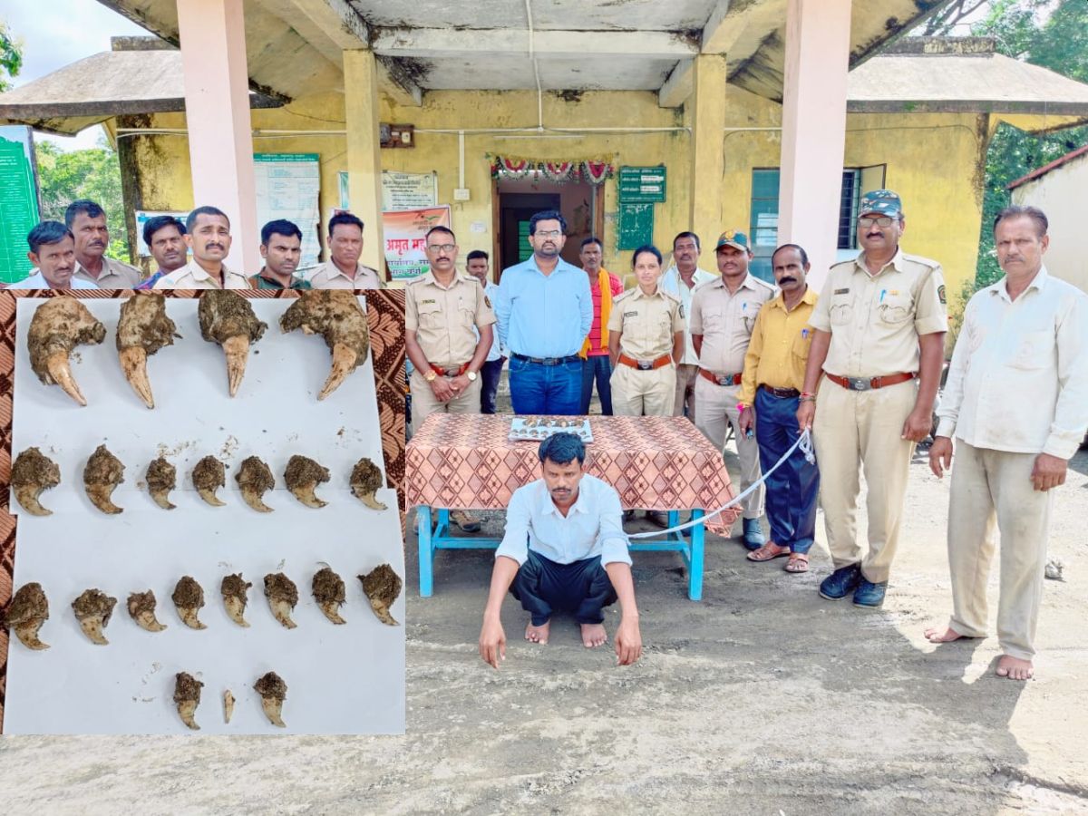 धक्कादायक! समुद्रपूर शिकार प्रकरण; शेतातील झोपडीत पुरले होते वाघाचे 4 ...