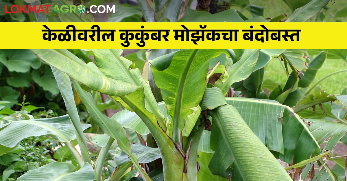 केळीवरील कुकुंबर मोझॅक व्हायरस रोगाचे व्यवस्थापन | Management of ...