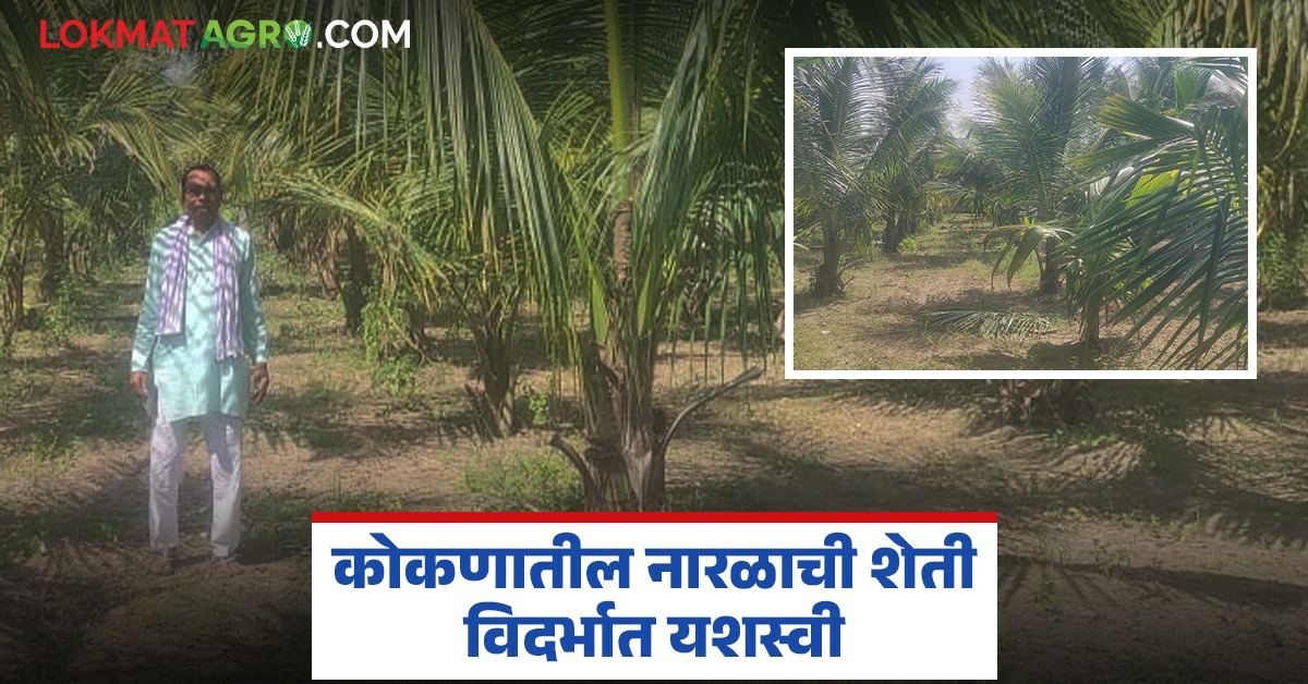 कोकणातील नारळाची शेती रमेशरावांच्या यशस्वी प्रयोगातून वाशिमच्या शेलू ...