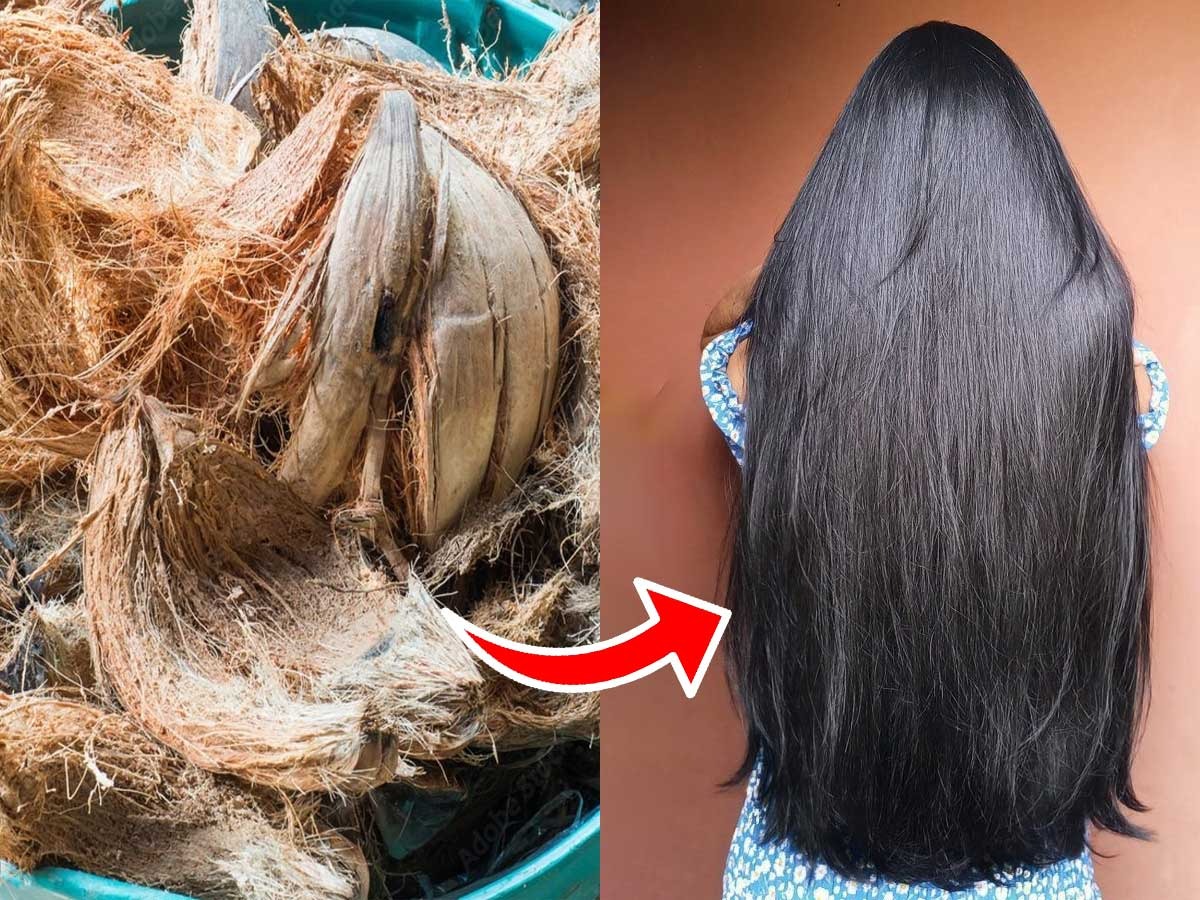 फक्त खोबरेल तेलच नाही तर नारळाच्या शेंडया पण केसांसाठी वरदान! पाहा कसा ...