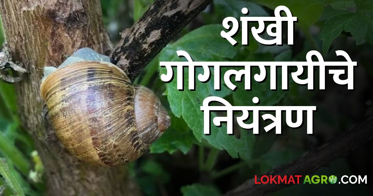 Conch Snail Control शंखी गोगलगायीचे नियंत्रण करण्याची सोपी पध्दत ...