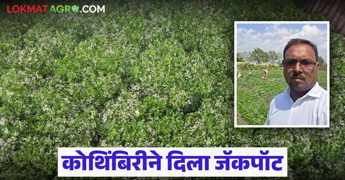 latest news Coriander Farming Success Story: Coriander gave the jackpot ...