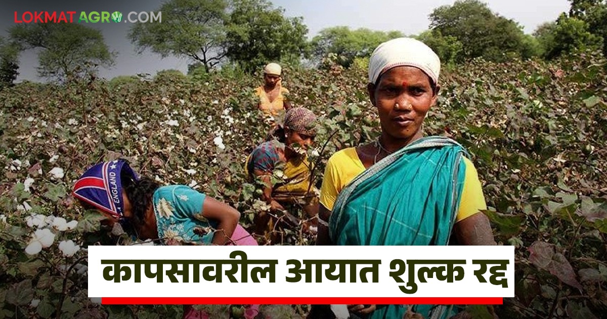 Cotton Market : कापसावरील आयात शुल्क रद्द, जानेवारी 2027 पर्यंत कापसाचे ...