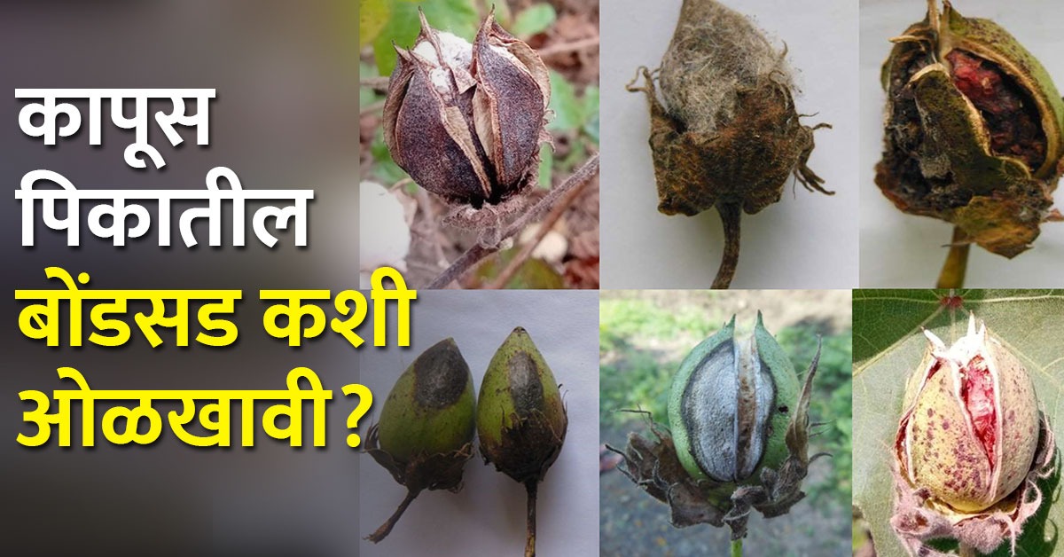 कापूस पिकावरील बोंडसडचे व्यवस्थापन कसे कराल? | How to manage boll rot ...