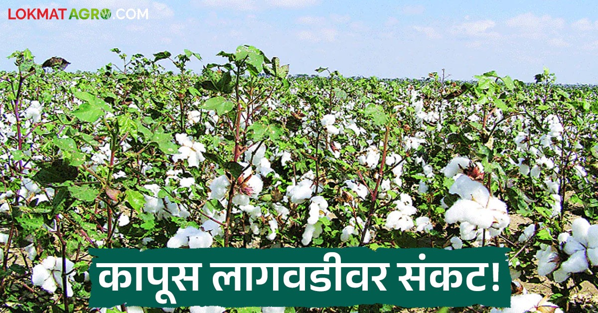 latest news Cotton Farming: Crisis in cotton cultivation! Farmers take ...