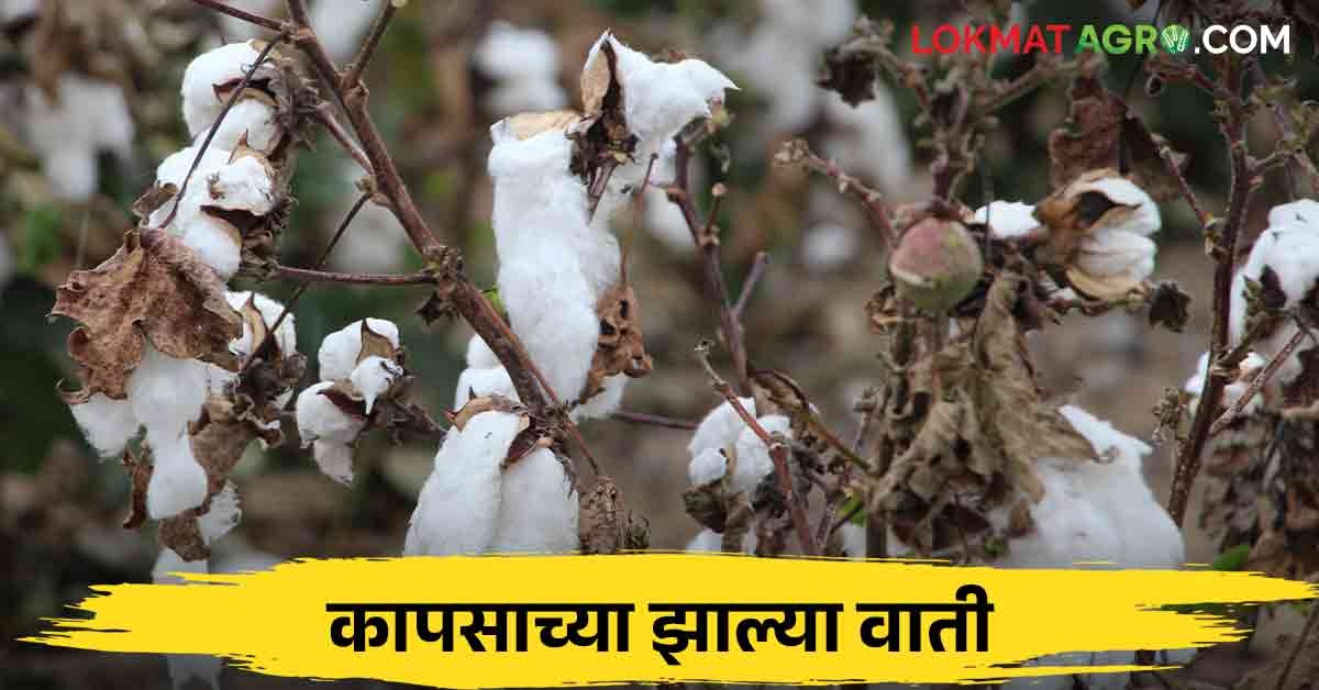 Crop Damage by Rain : कापसाच्या वाती अन् मका, सोयाबीनची झाली माती सांगा ...
