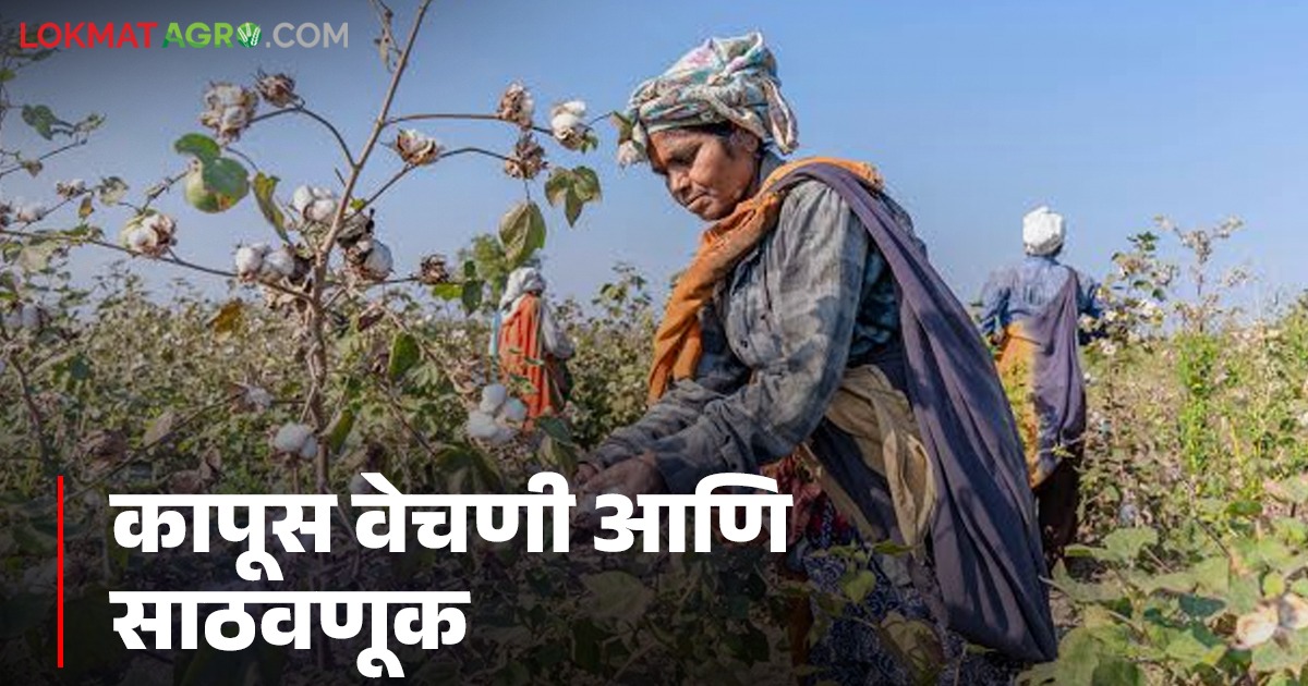 Cotton Production : कापसाची वेचणी व साठवणूक करताना काय काळजी घ्यावी ...