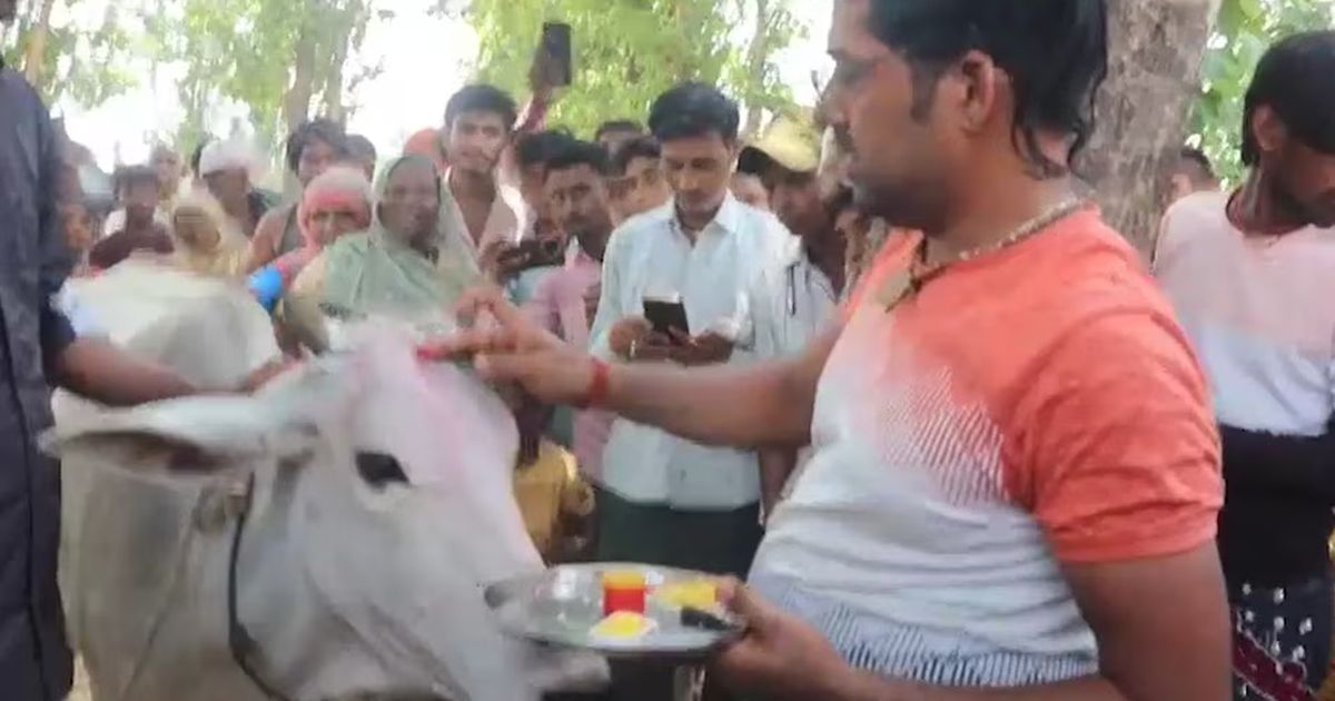 शेतात सात दिवसांपासून प्रदक्षिणा घालत होती गाय, लोकांना वाटला चमत्कार ...