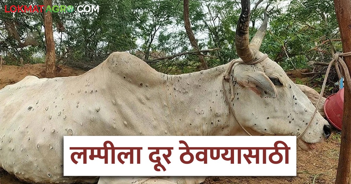 Lumpy Disease : गोठ्यात करा या 14 गोष्टी, कधीही होणार नाही जीवघेणा ...