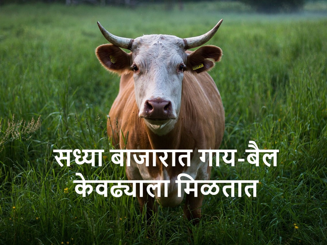 Cow price: सध्या गाई-बैलांच्या खरेदी-विक्रीचे काय दर आहेत, जाणून घ्या ...