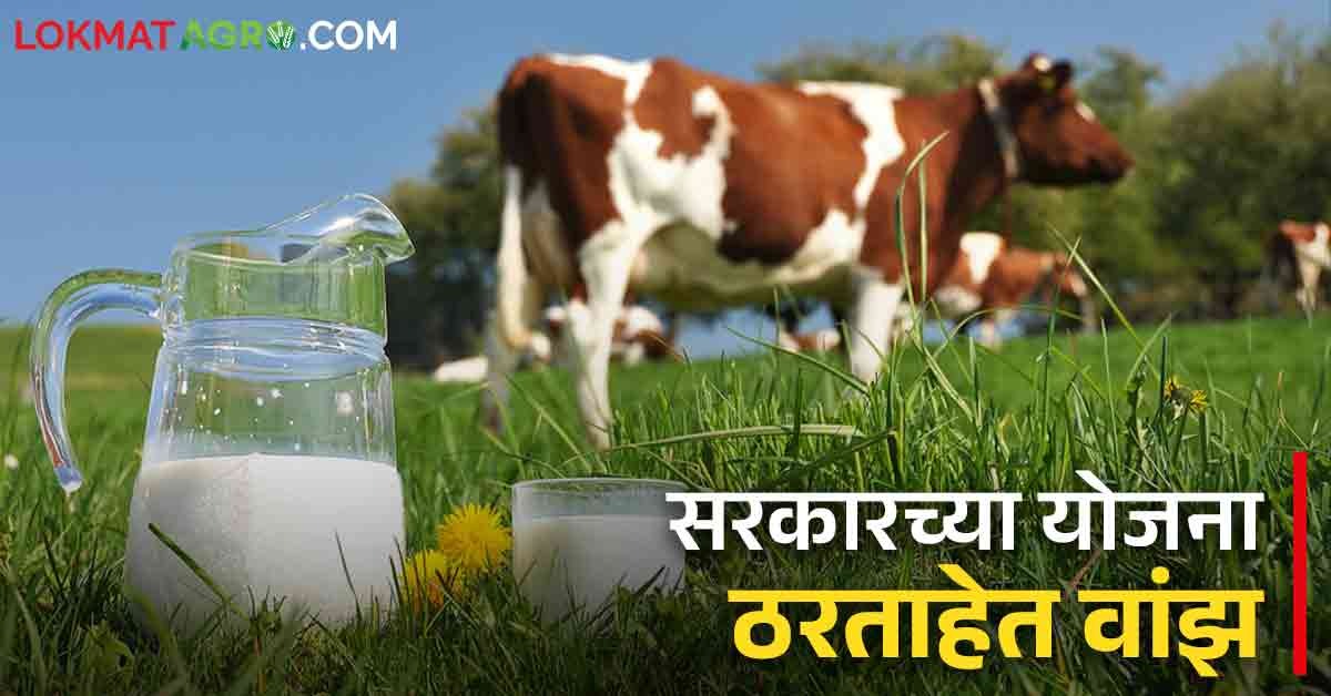 vidarbha-marathwada dairy development project useful for farmer