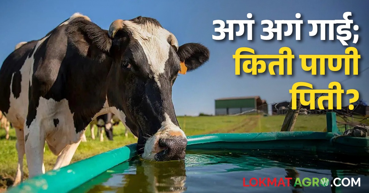 Dairy होलस्टीन फ्रिजियन गाई; का पितात हो एवढं जास्त पाणी? | Why Do ...