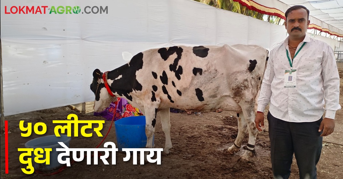 बारामती तालुक्यातील युवा शेतकऱ्याचा विषमुक्त दुध निर्मितीचा प्रयोग | An ...